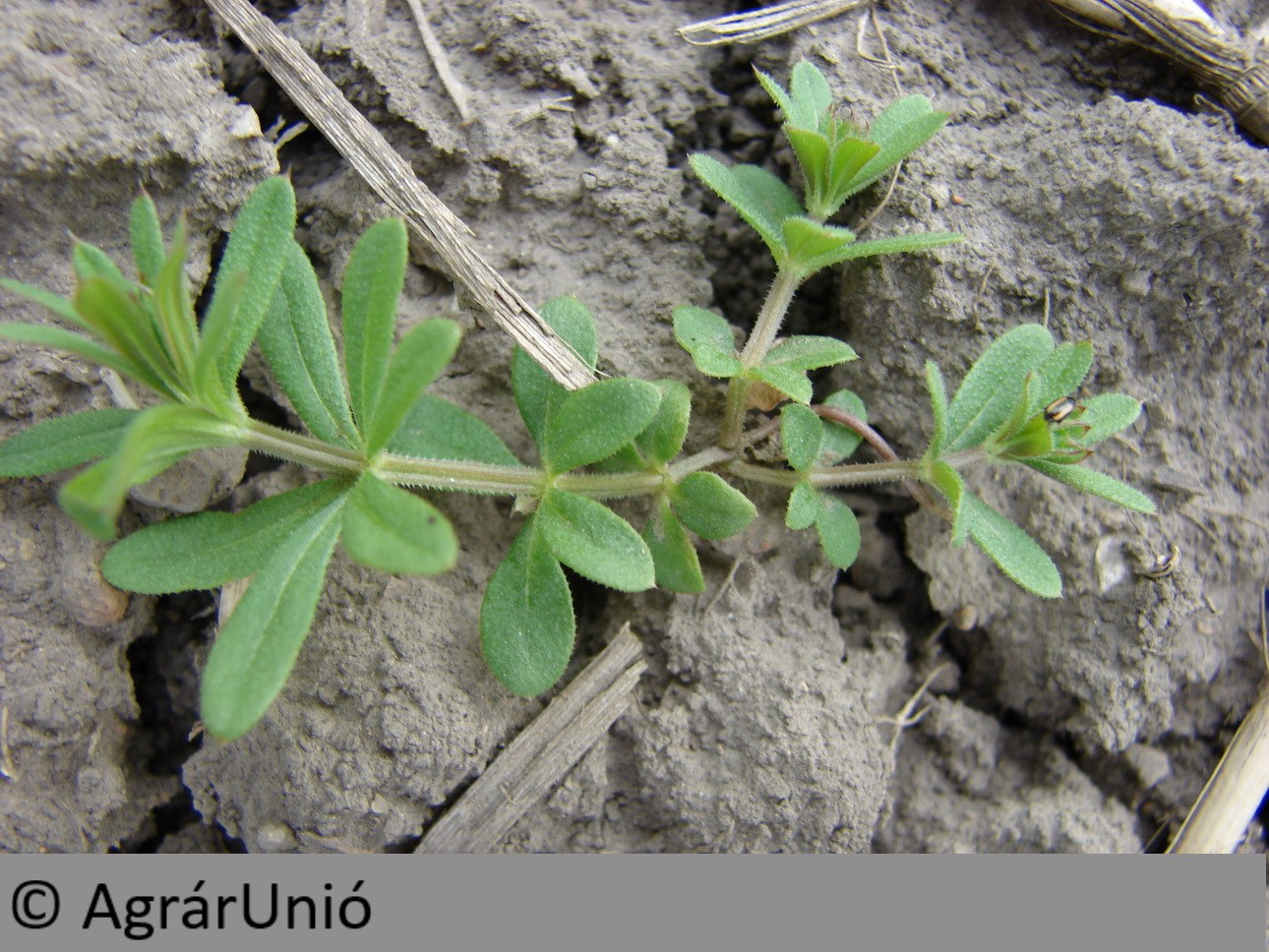 A ragadós galaj (Galium aparine) leírása és kártétele - KárKép